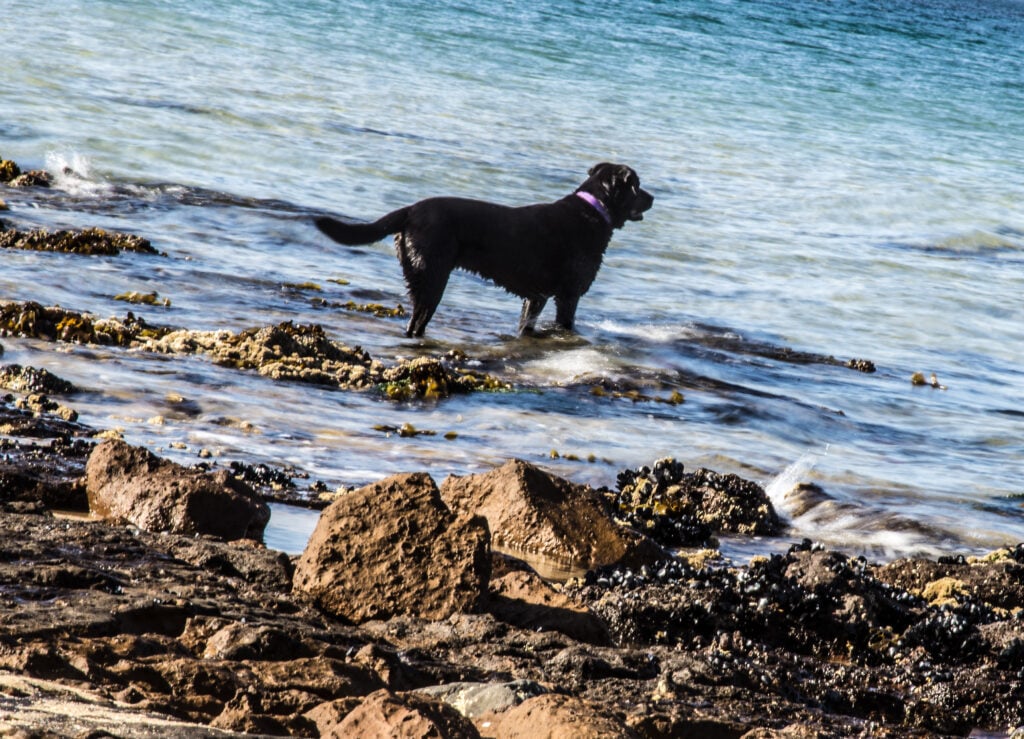 12 Best Dog Beaches Melbourne 2026 - Humble Trail