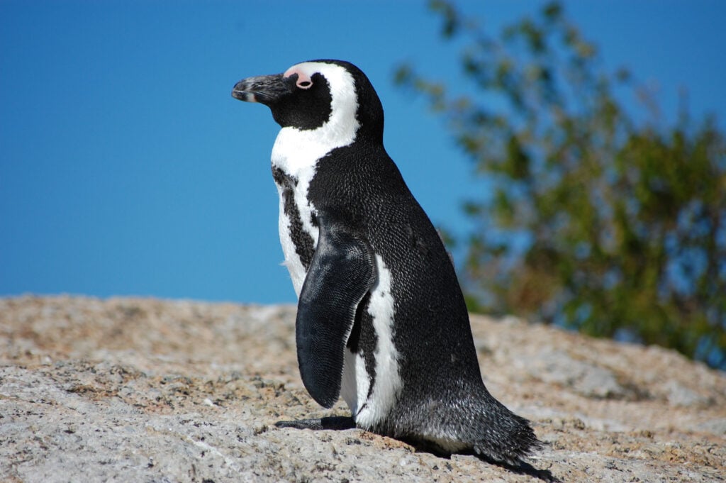 6 Best Places To See Penguin In Melbourne 2026 - Humble Trail