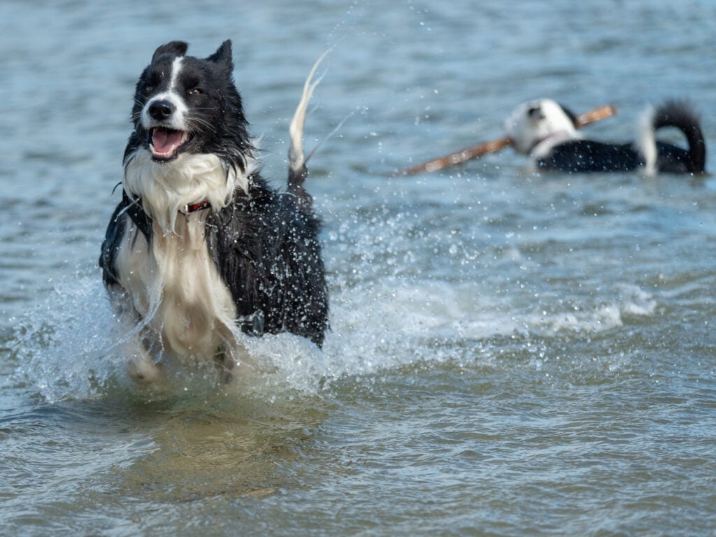 12 Best Dog Beaches Melbourne 2026 - Humble Trail