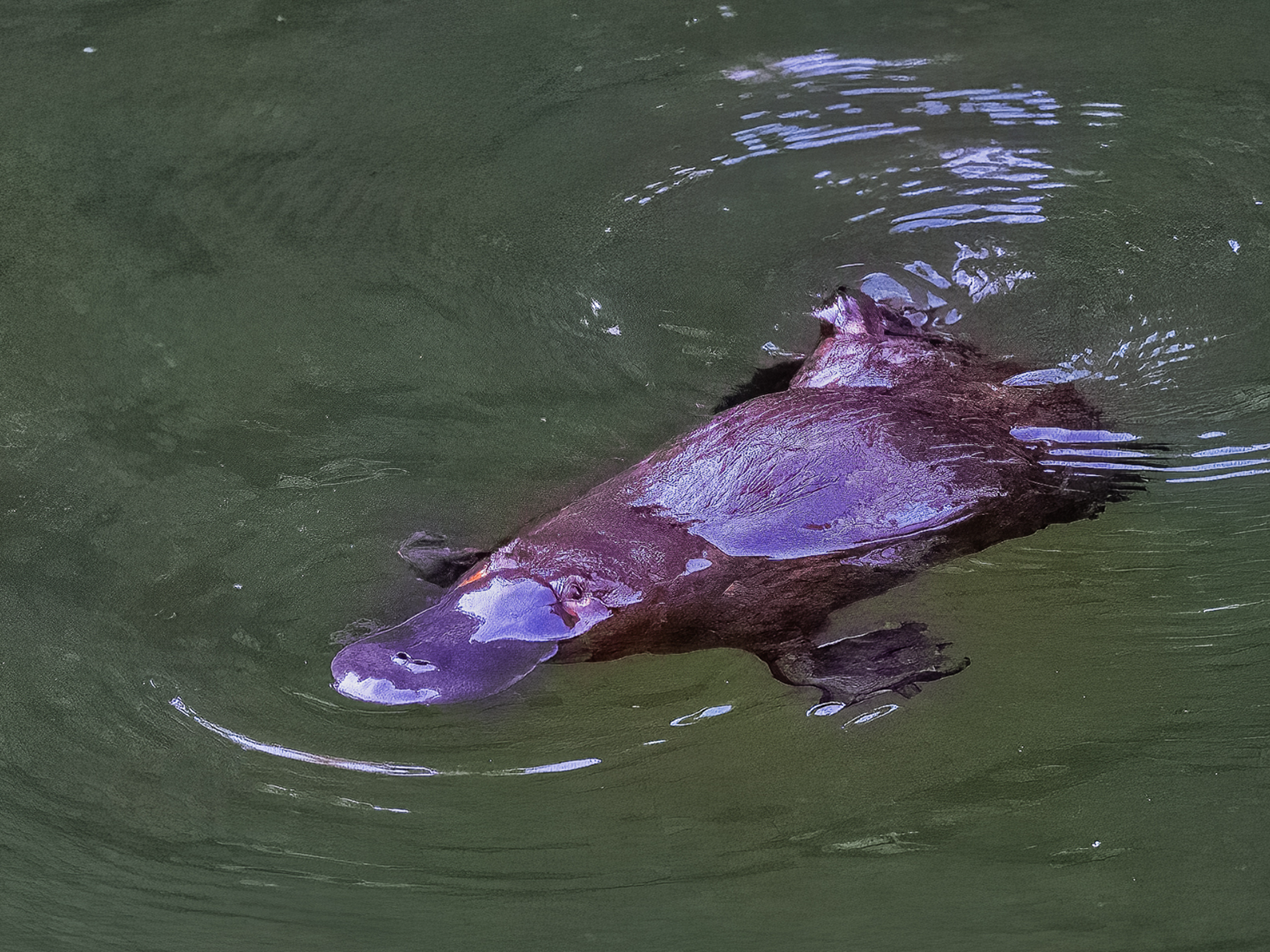 7 Best Places To See Platypus In Melbourne 2026 - Humble Trail