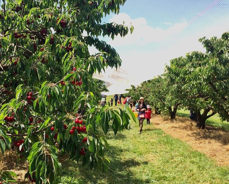 9 Best Cherry Picking Farms Near Melbourne 2026 - Humble Trail