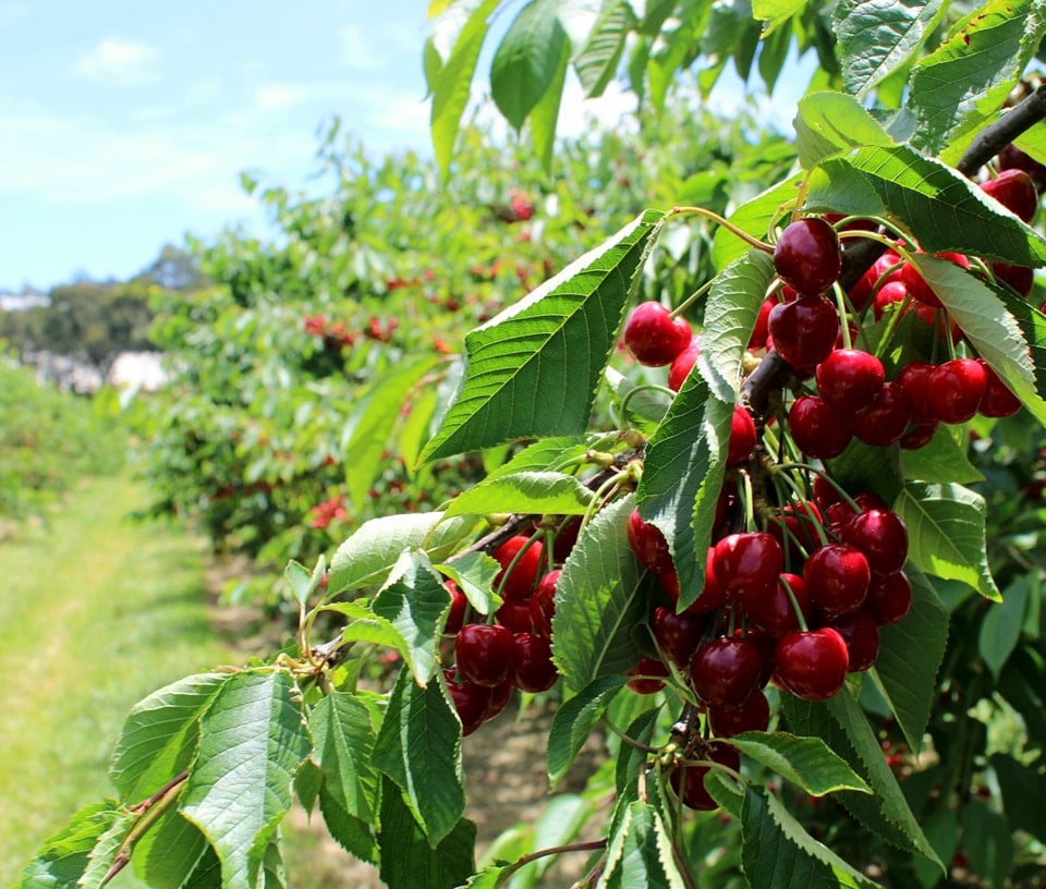 9 Best Cherry Picking Farms Near Melbourne 2026 - Humble Trail